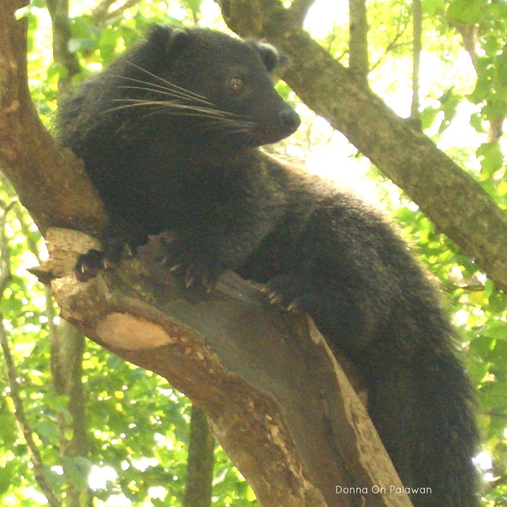 Bear Cats (or Binturong) on Palawan - Donna Amis Davis