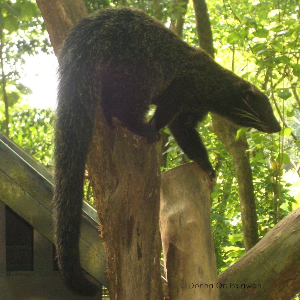 Bear Cats (or Binturong) on Palawan - Donna Amis Davis