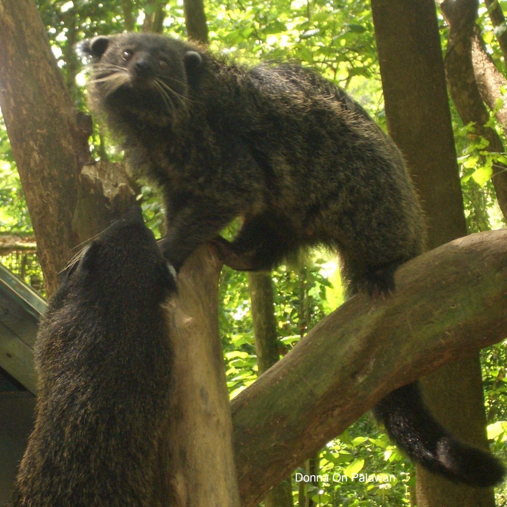 Bear Cats (or Binturong) on Palawan - Donna Amis Davis
