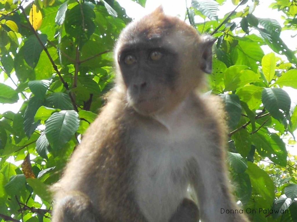 Palawan Monkeys - Donna Amis Davis