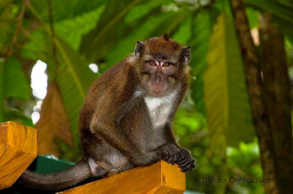 Palawan Monkeys - Donna Amis Davis