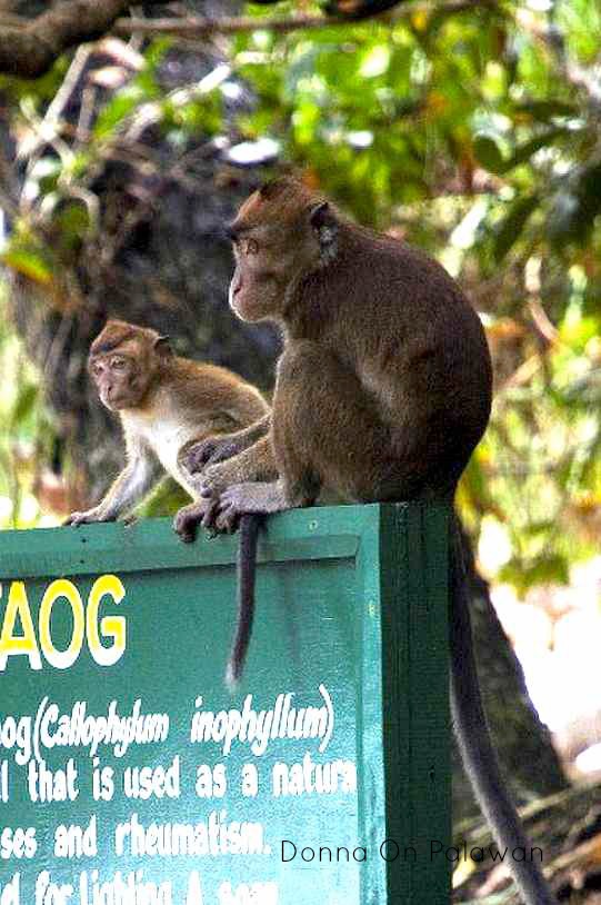Palawan Monkeys - Donna Amis Davis