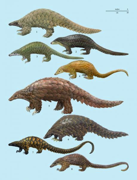 The Pangolin - Palawan's Little Ball of Wonders - Donna Amis Davis