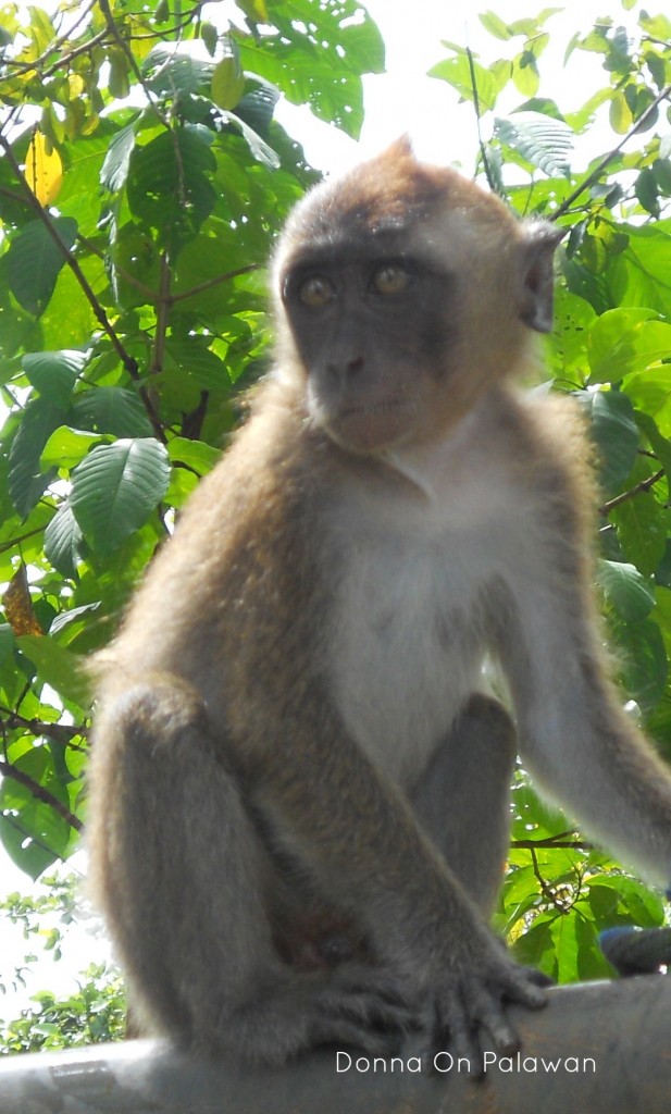Our Palawan Monkey – We Called Her Monk - Donna Amis Davis