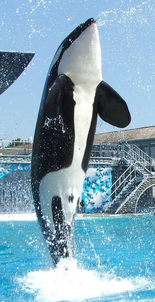 S is for Sea World - Donna Amis Davis