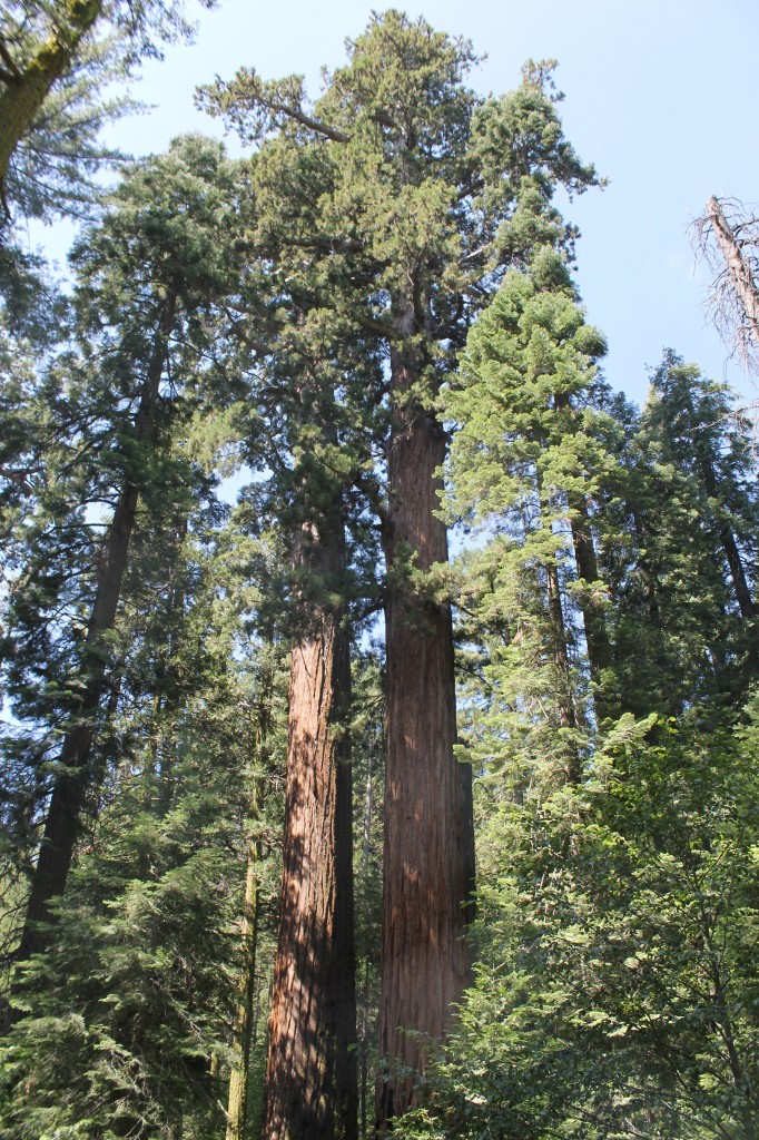 Giant Sequoias – 5 Things to Love About Nelder Grove - Donna Amis Davis