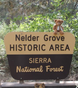 Giant Sequoias – 5 Things to Love About Nelder Grove - Donna Amis Davis