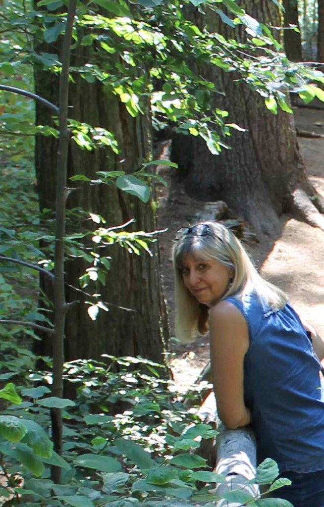 Giant Sequoias – 5 Things to Love About Nelder Grove - Donna Amis Davis